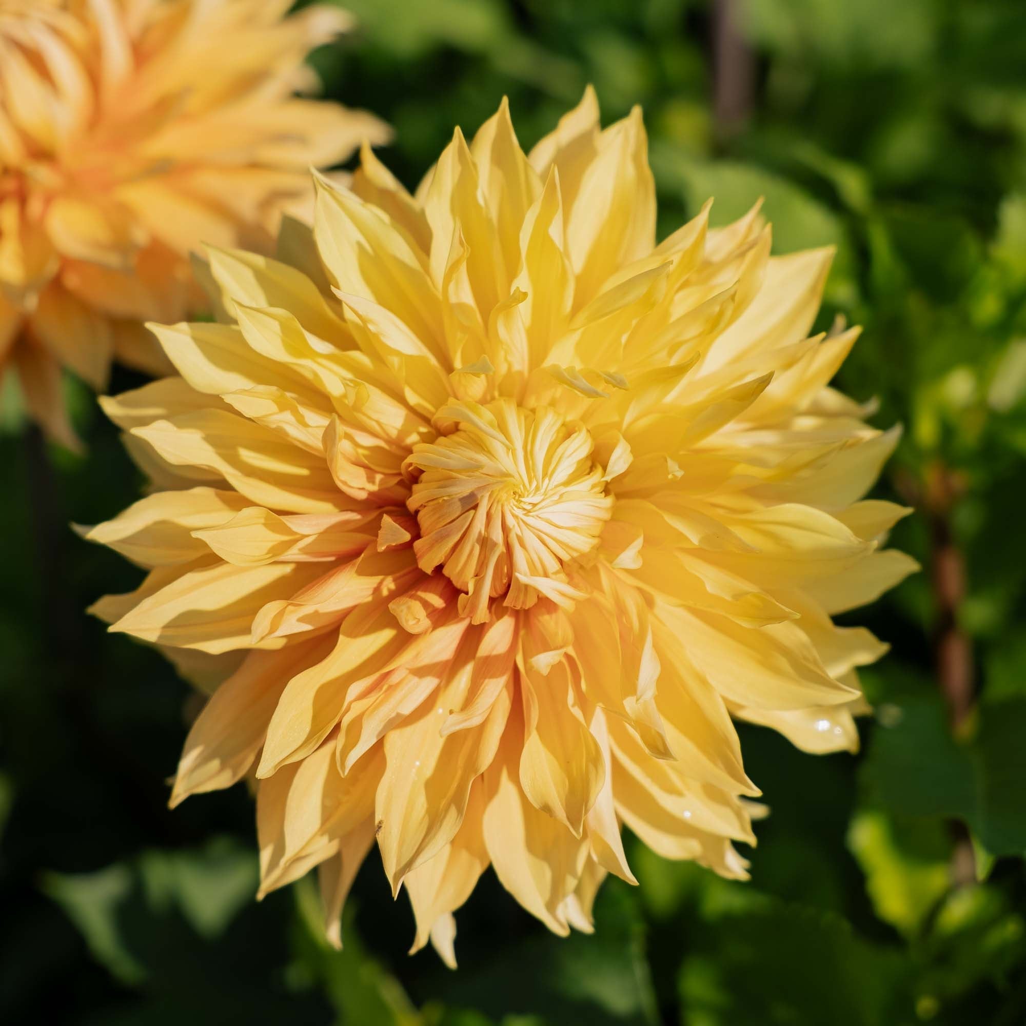 Hamari Gold Dahlia