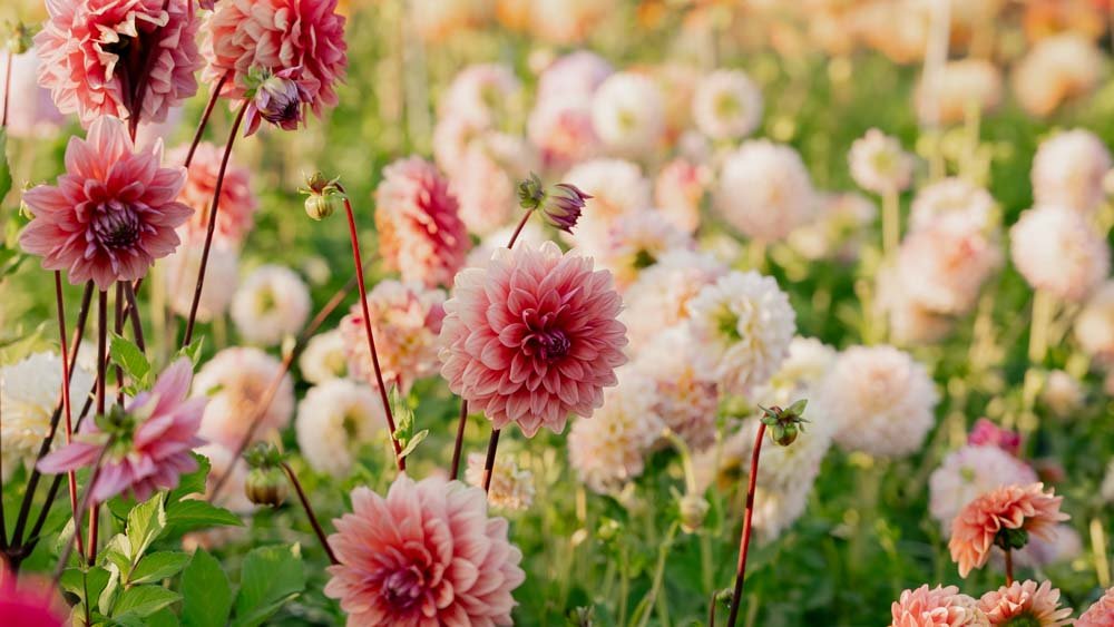 Dahlia og Georginer