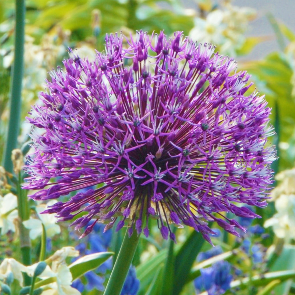 Allium 'Early Emperor' – Løgbutikken