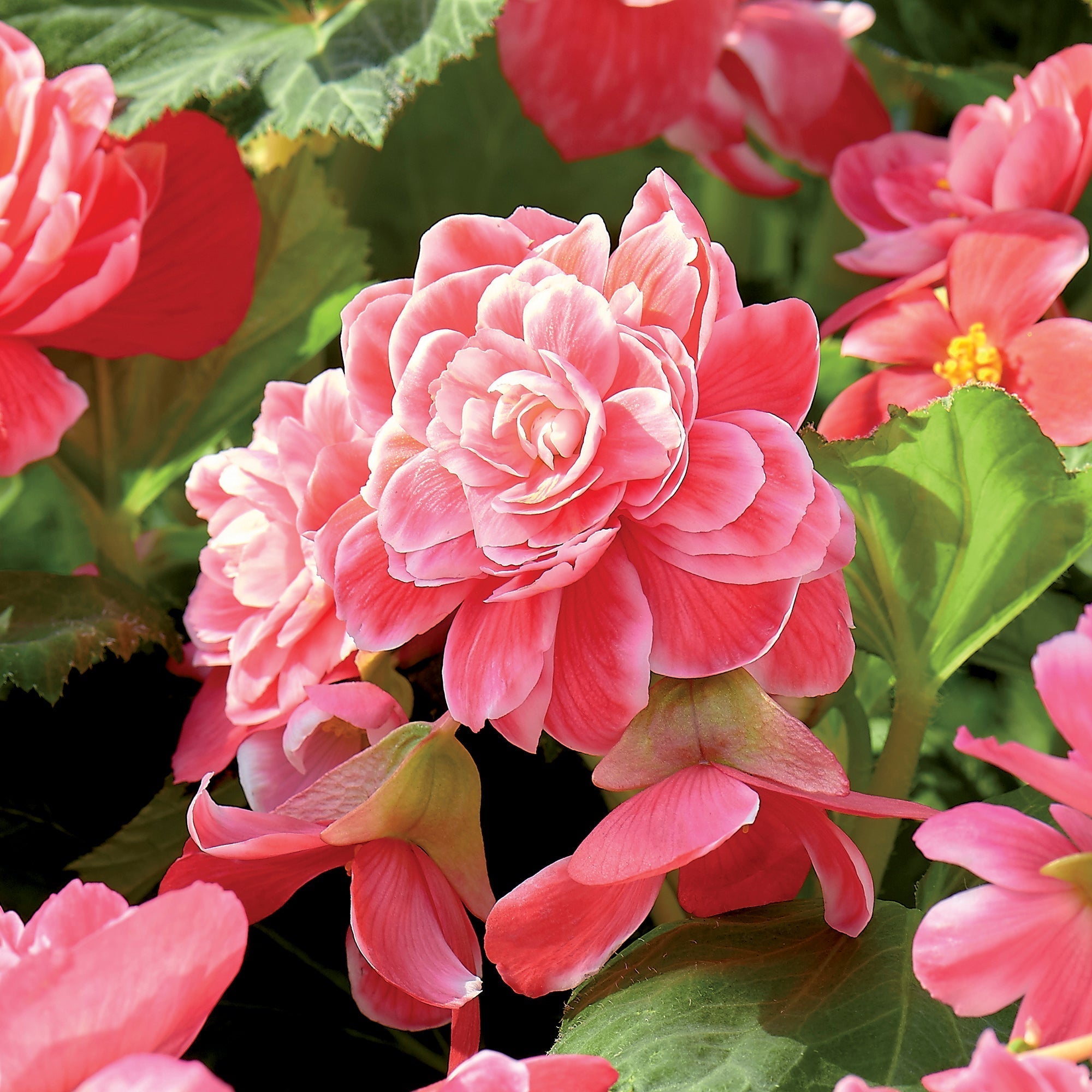 Begonia 'Double Camelia' | Løgbutikken.dk