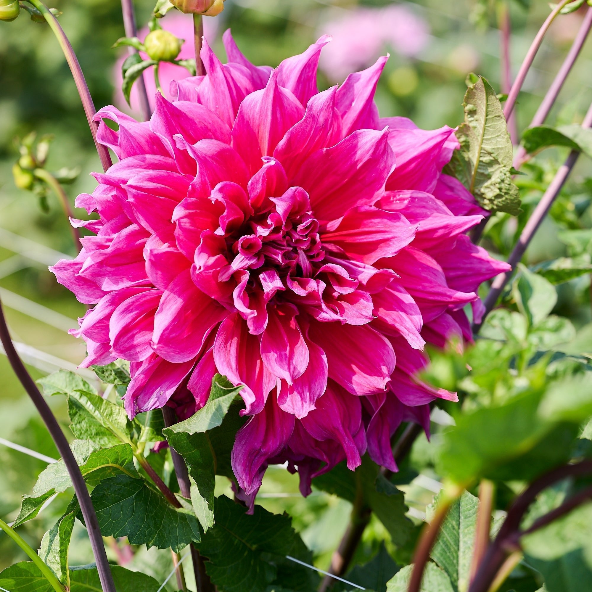 Dahlia 'Emory Paul' | Løgbutikken.dk