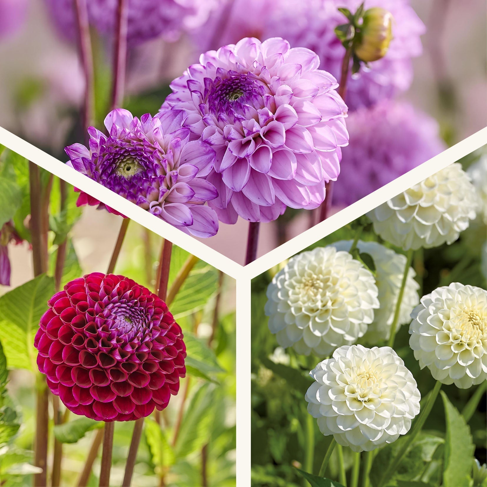 Dahlia mix 'Ball Mix' | Løgbutikken.dk