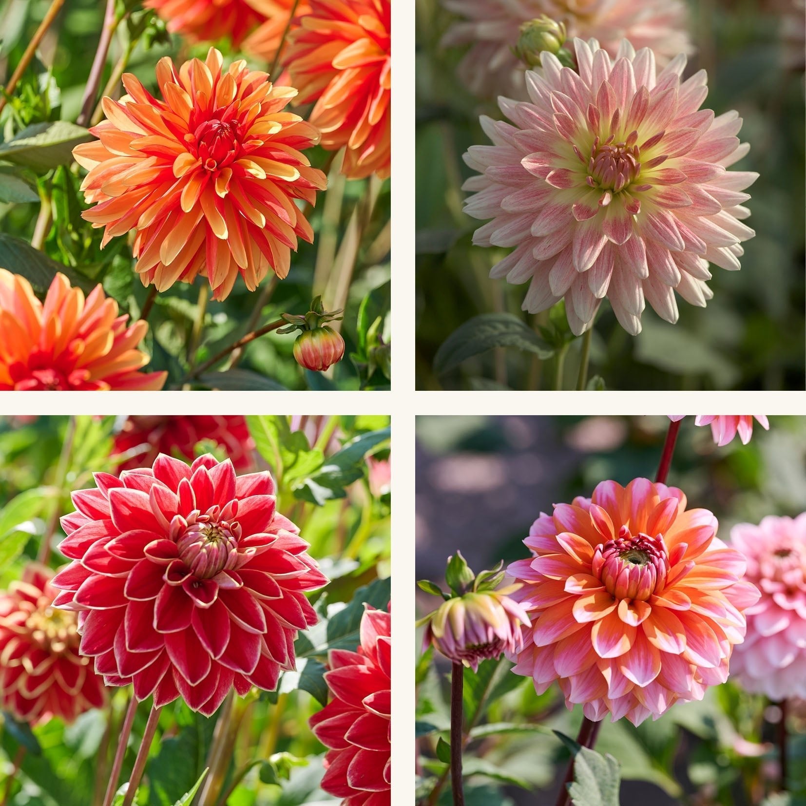 Dahlia mix 'Sunny mix' | Løgbutikken.dk