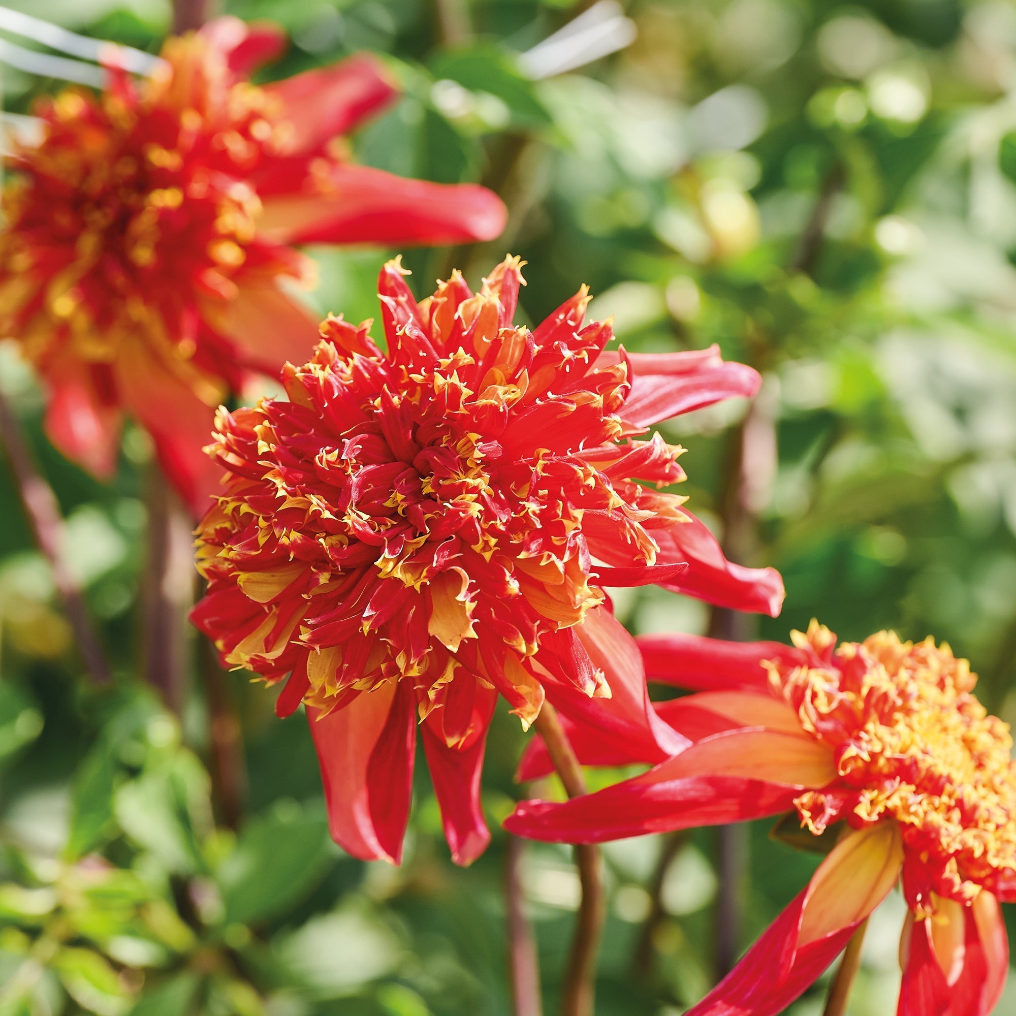 Dahlia 'Octopus Sparkle' | Løgbutikken.dk