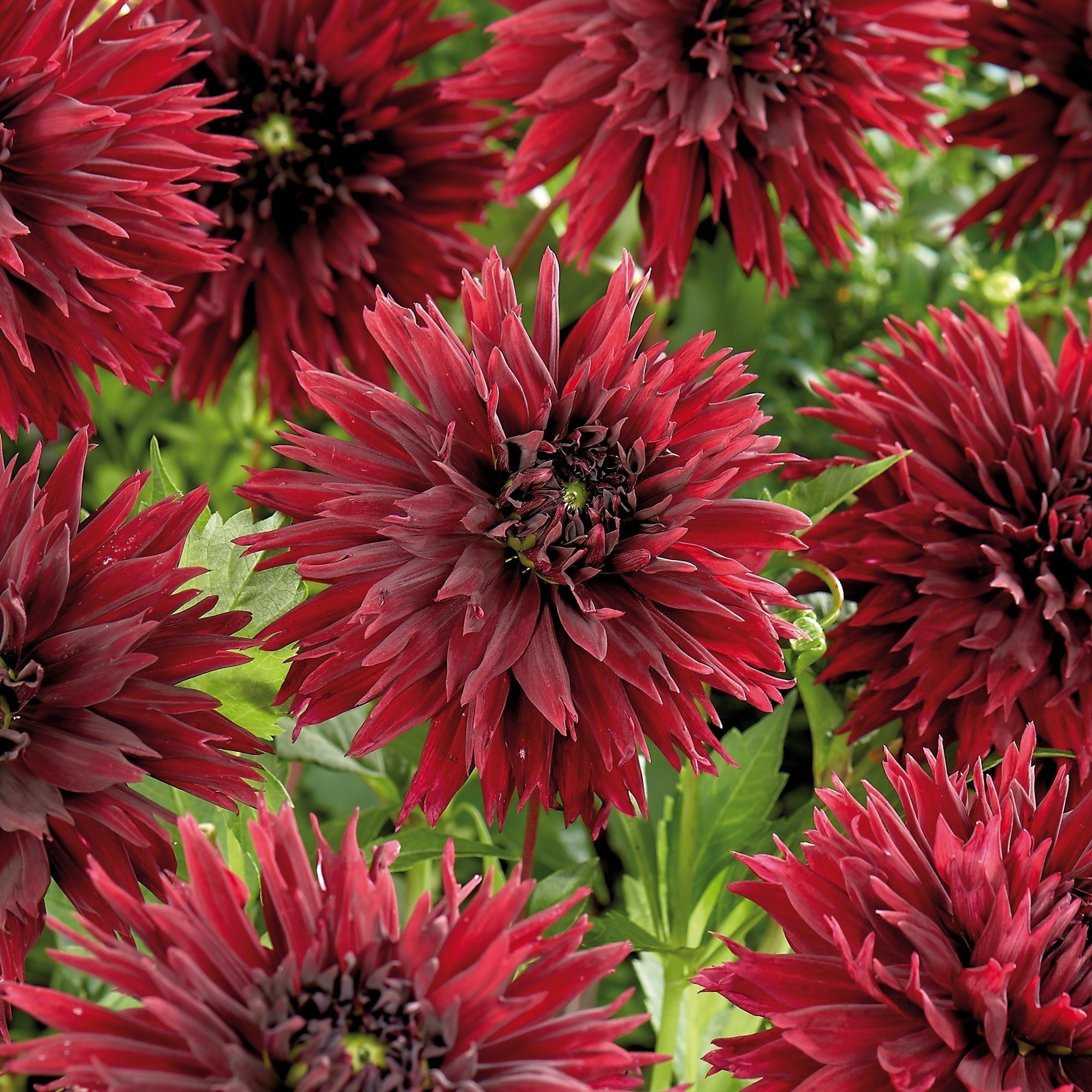 Dahlia 'Sam Hopkins' | Løgbutikken.dk