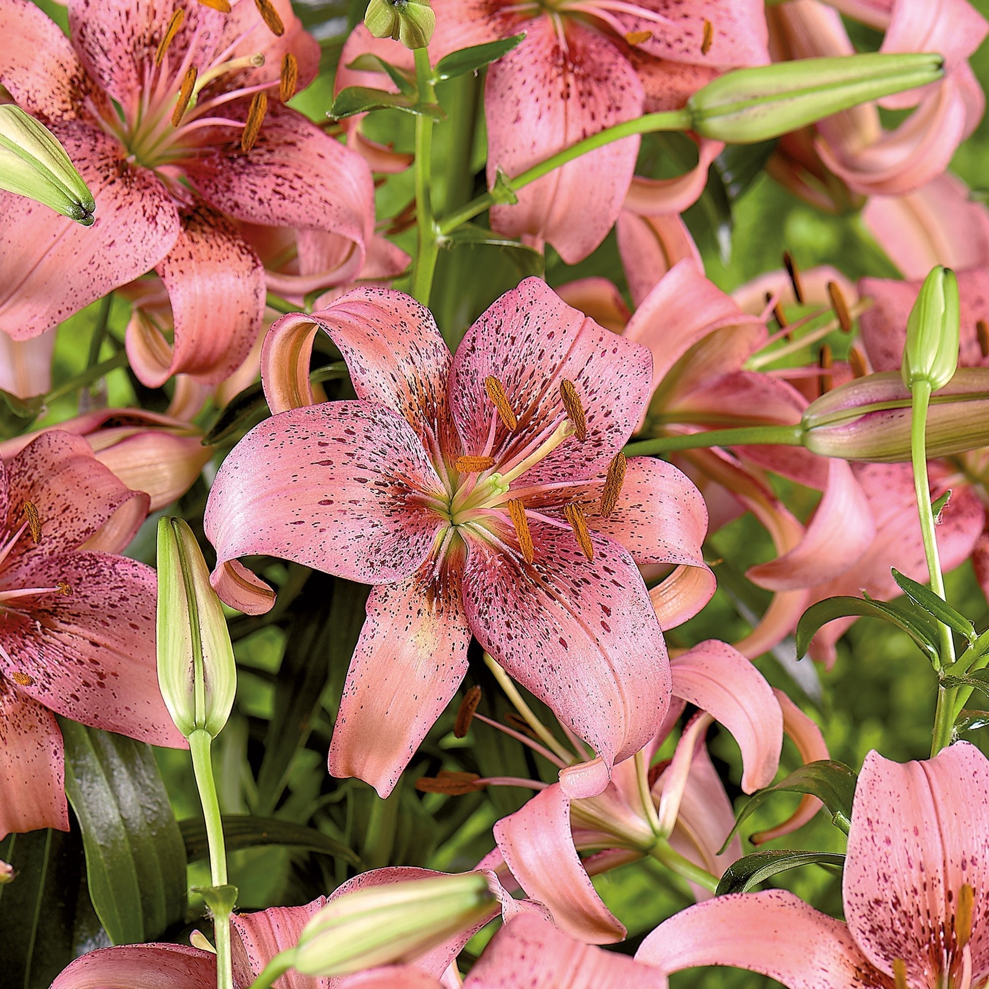 Lilje 'Morpho Pink' | Løgbutikken.dk