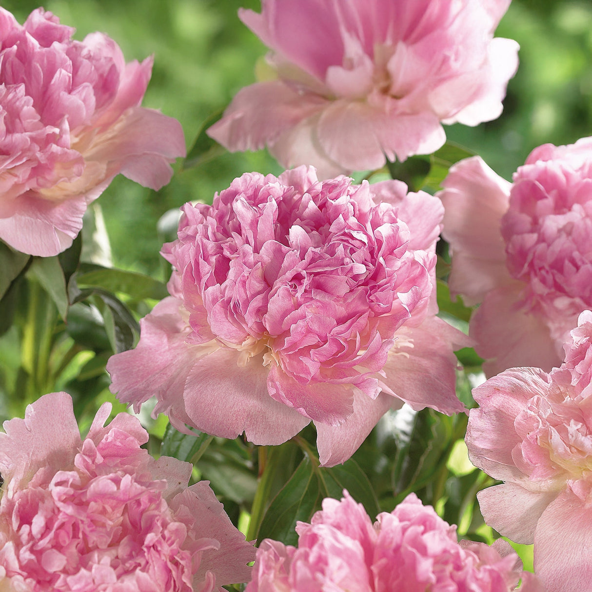 Pæon, Paeonia 'Raspberry Sunday' | Løgbutikken.dk