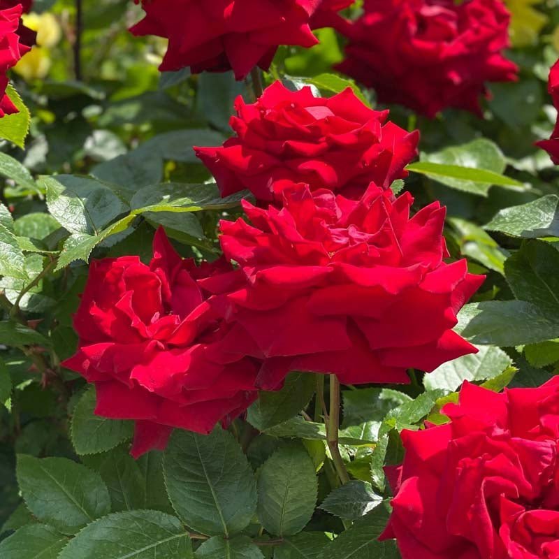 Rose 'Stromboli' | Løgbutikken.dk