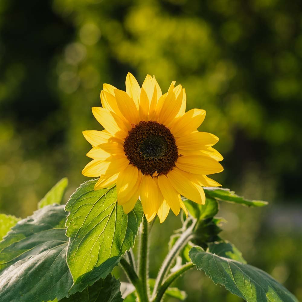 Solsikkefrø 'Medium Flowered' - 20 Økologiske frø | Løgbutikken.dk