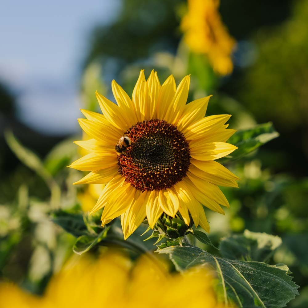 Solsikkefrø 'Medium Flowered' - 20 Økologiske frø | Løgbutikken.dk