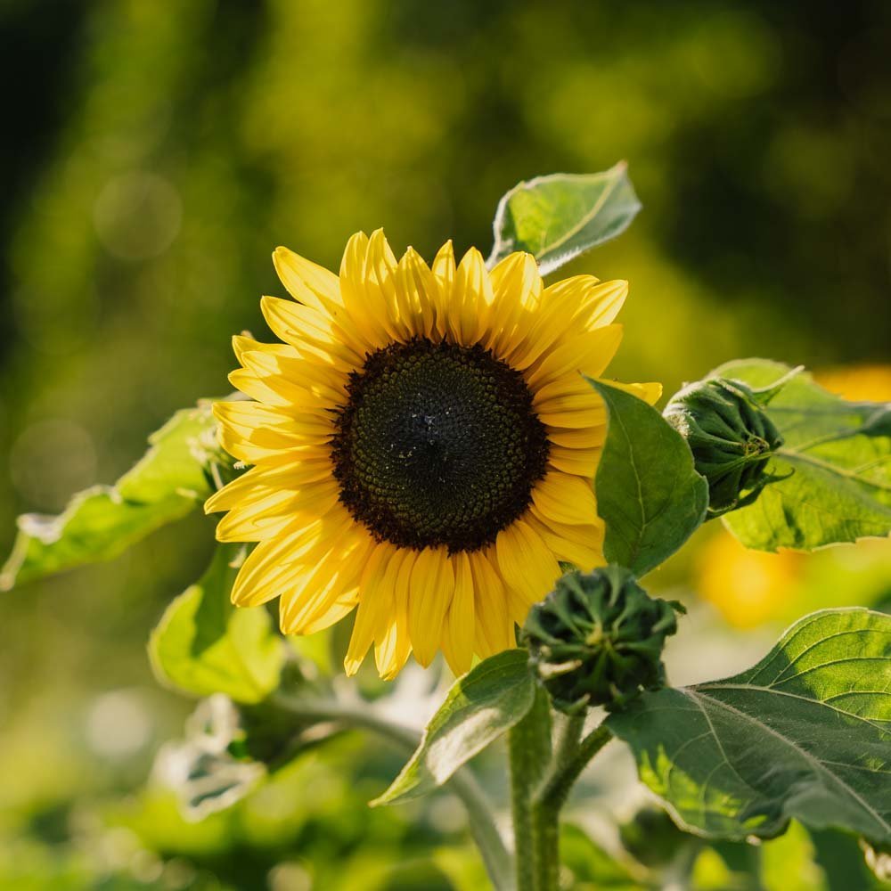 Solsikkefrø 'Medium Flowered' - 20 Økologiske frø | Løgbutikken.dk