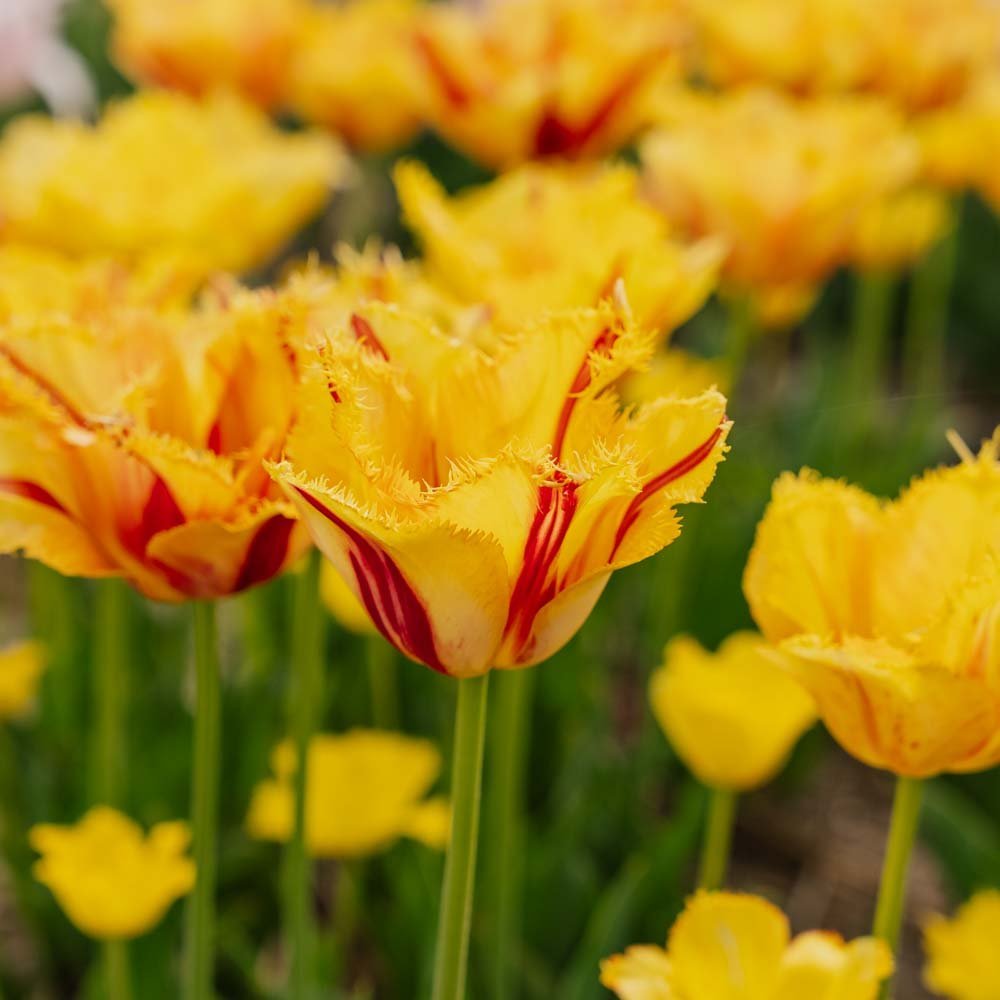 Tulipan 'Party Clown' | Løgbutikken.dk